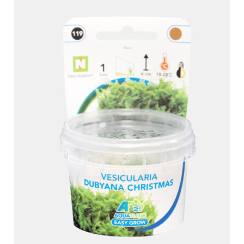 VESICULARIA DUBYANA CHRISTMAS - IN VITRO 119